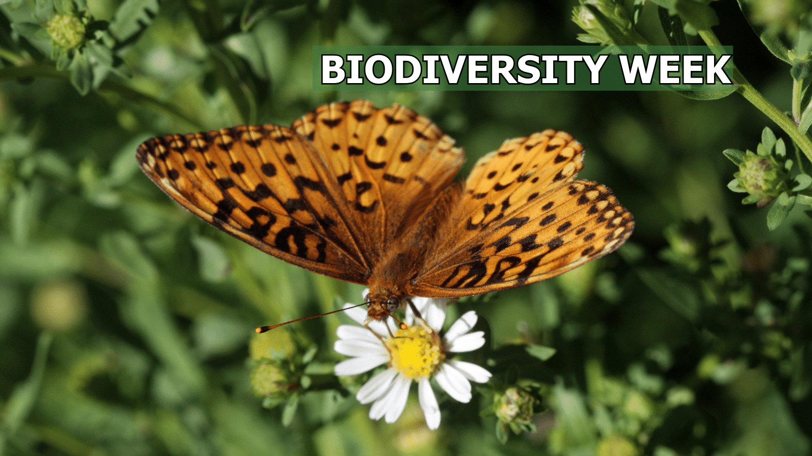 Biodiversity Week 2024 | Green-Schools