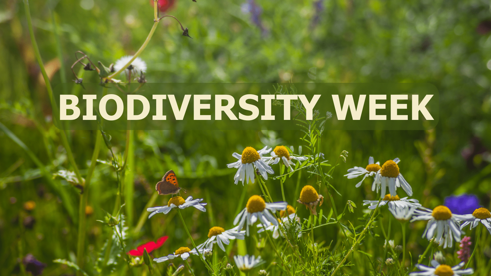 Welcome to Biodiversity Week 2025 | Green-Schools
